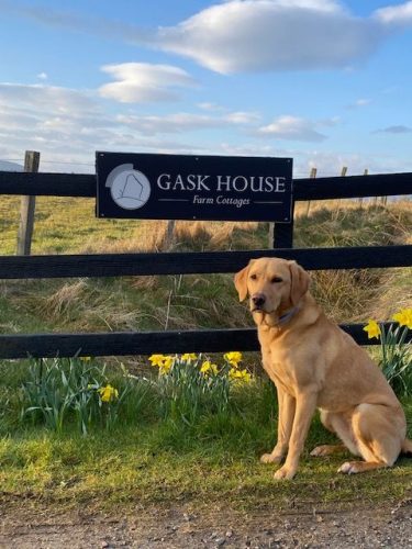Luxury, Dog-Friendly Cottages in Scotland's Highlands